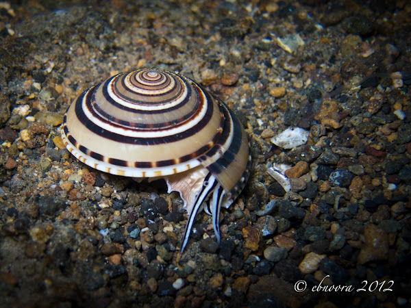 Clear Sundial Snail, Perspective Sundial Snail | Project Noah