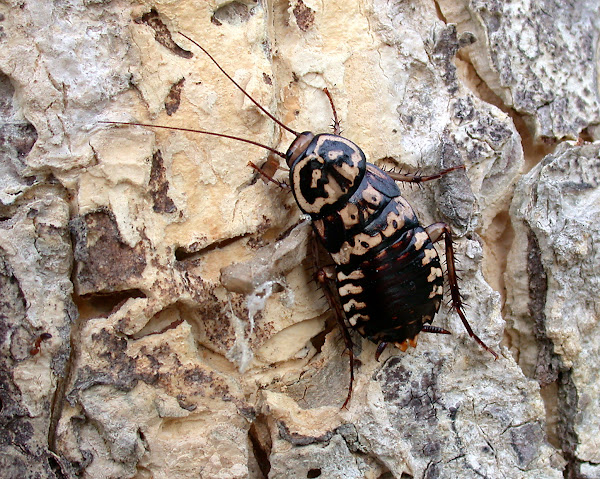 Harlequin Cockroach | Project Noah
