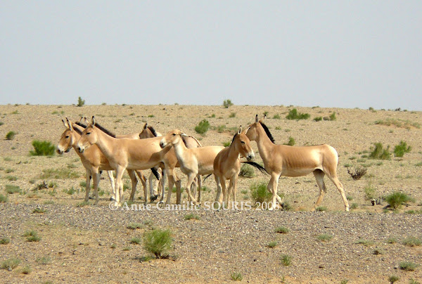 Mongolian Khulan (Mongolian wild Ass) | Project Noah
