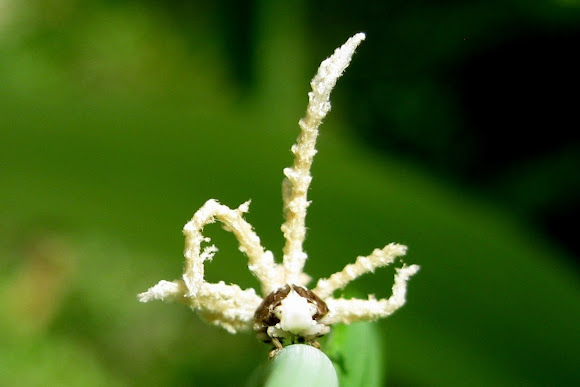 Ricaniid Planthopper (nymph) | Project Noah