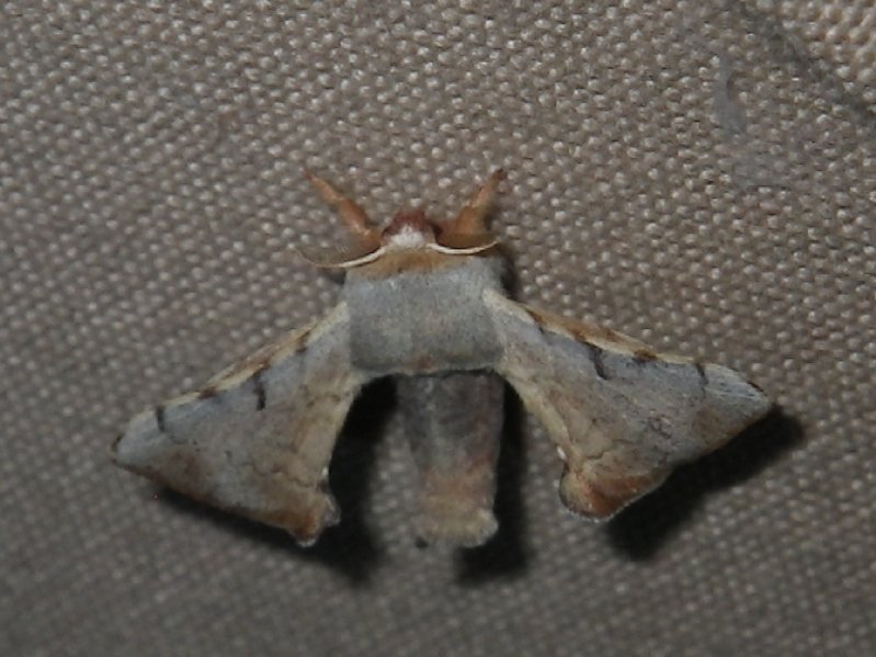 Small Silk Moth | Project Noah