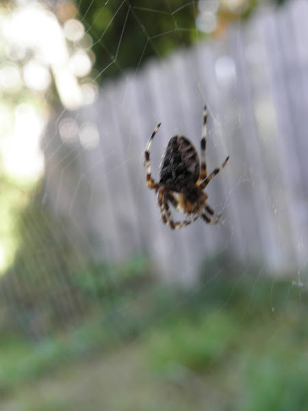garden spider | Project Noah