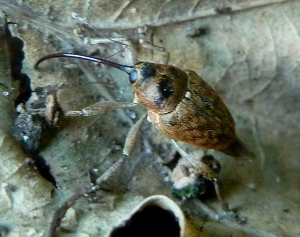 Acorn Weevil | Project Noah