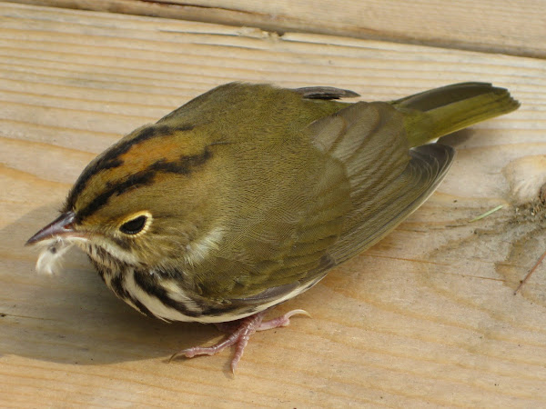 Oven bird | Project Noah