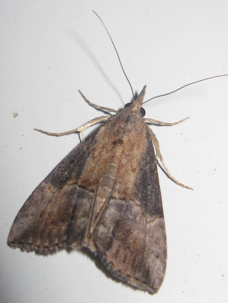 Green Cloverworm Moth | Project Noah