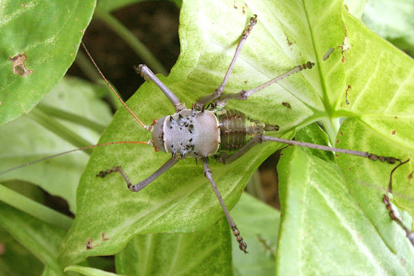 Corn Cricket | Project Noah