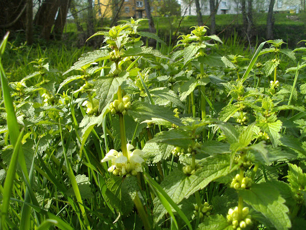 White Nettle | Project Noah