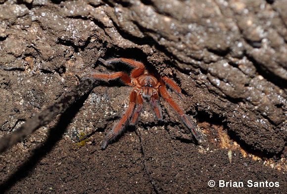 Panay Orange Tarantula | Project Noah
