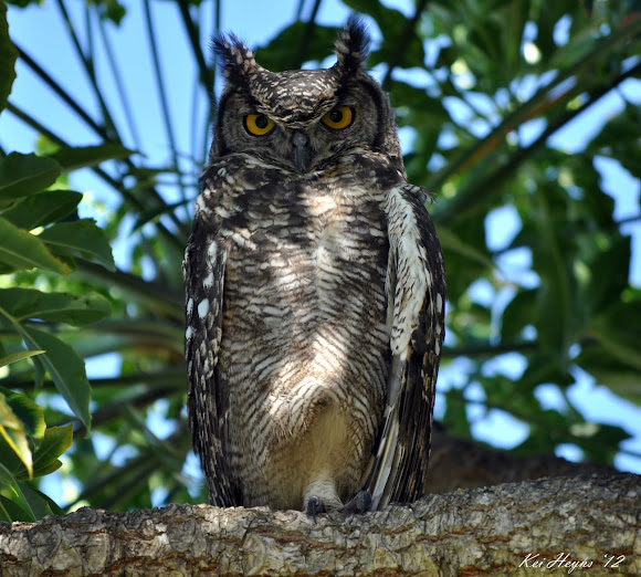 Spotted Eagle-owl | Project Noah
