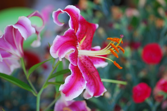 Japanese lily | Project Noah