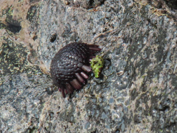 Shingle urchin | Project Noah