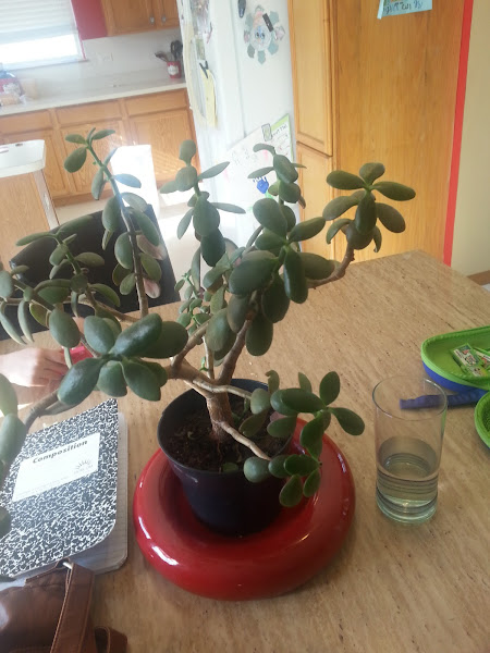 Jade Plant | Project Noah