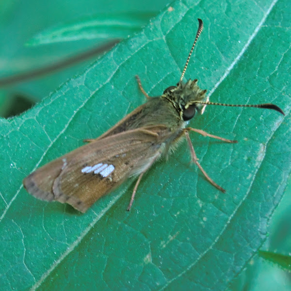 Barred Skipper | Project Noah