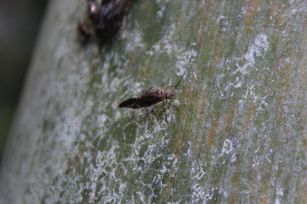 Barkflies | Project Noah