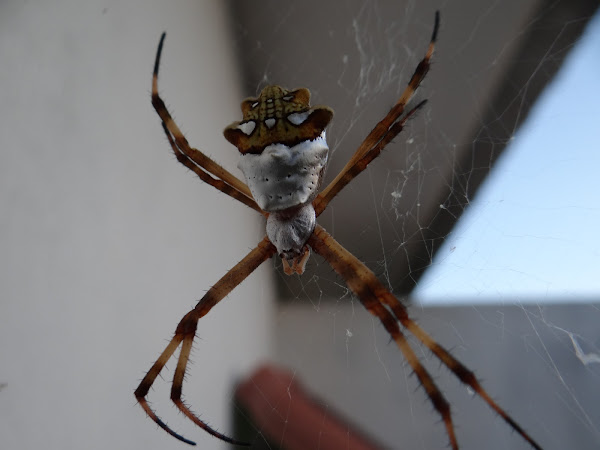 Silver Argiope | Project Noah