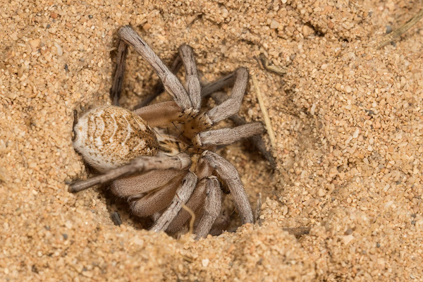 Beach Wolf Spider | Project Noah