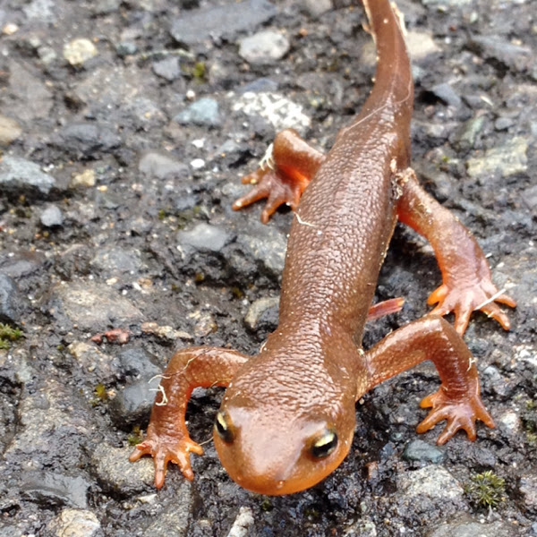 Rough-skinned Newt | Project Noah