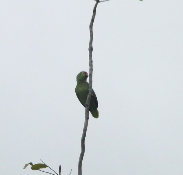 Red Lored Amazon | Project Noah