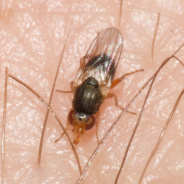 Frit Fly | Project Noah