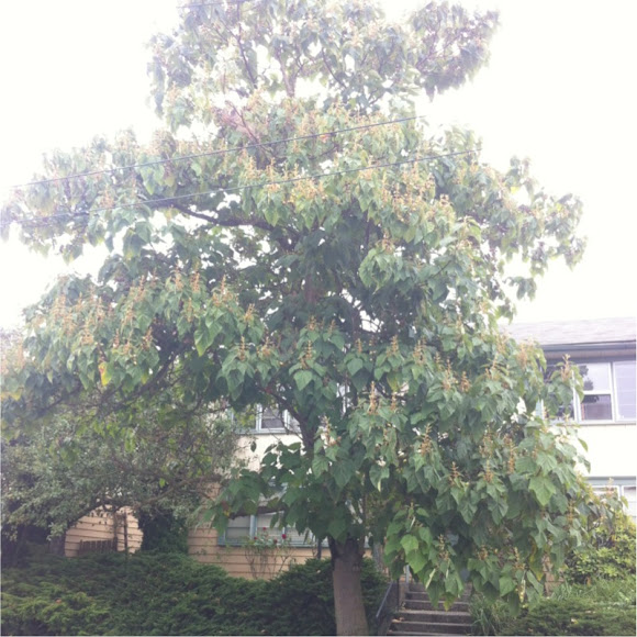 Palonia (empress tree) | Project Noah