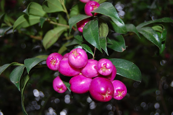 Waterberry? | Project Noah