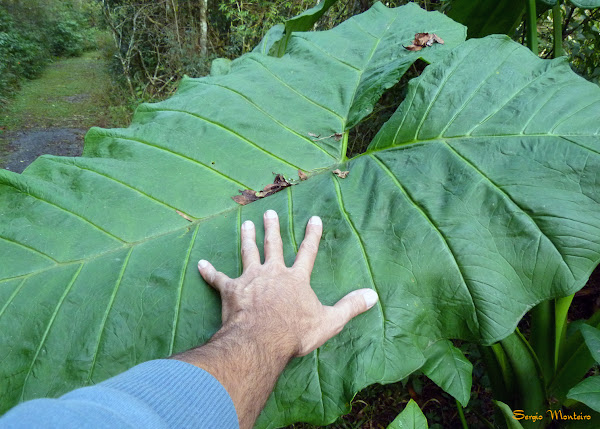 Giant aroid | Project Noah