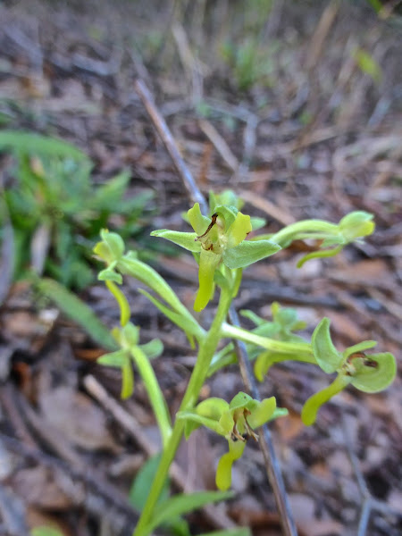 Toothpetal False Rein Orchids | Project Noah
