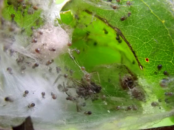 jumping spider with spiderling | Project Noah