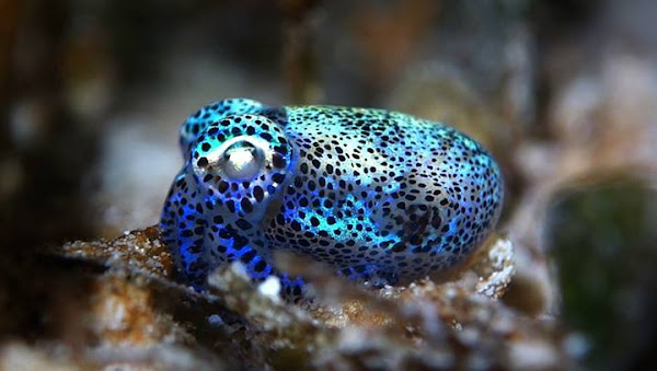Humming-bird Bobtail Squid or Berry's Bobtail Squid | Project Noah
