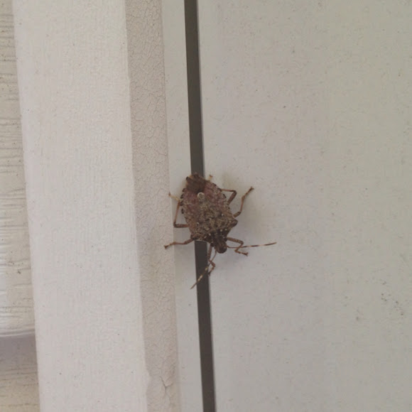 Brown marmorated stink bug | Project Noah