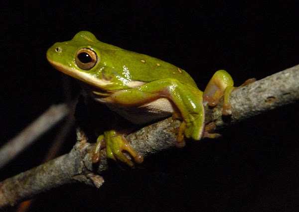 Green tree frog | Project Noah