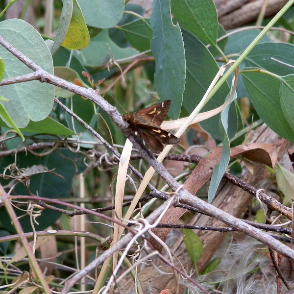 Dispar Skipper | Project Noah