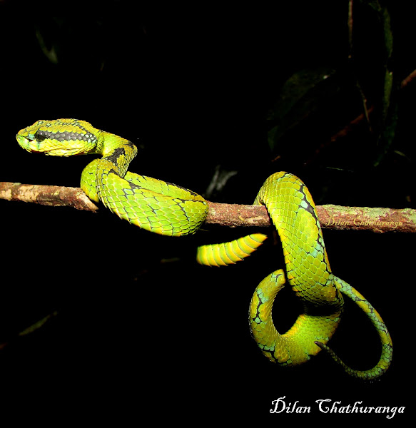Sri Lankan green pit viper | Project Noah