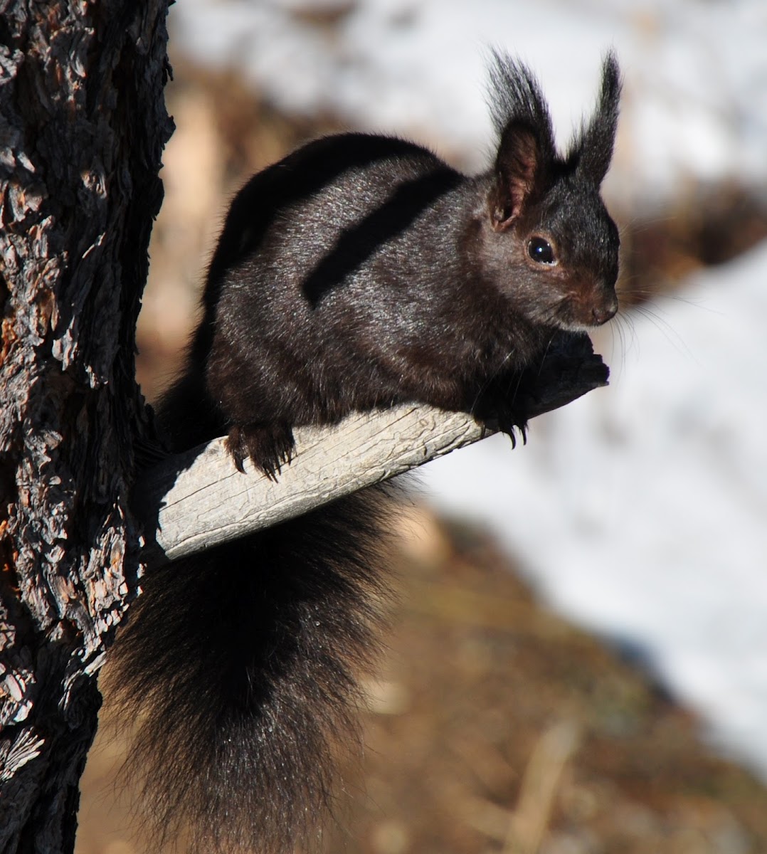 Abert's Squirrel | Project Noah