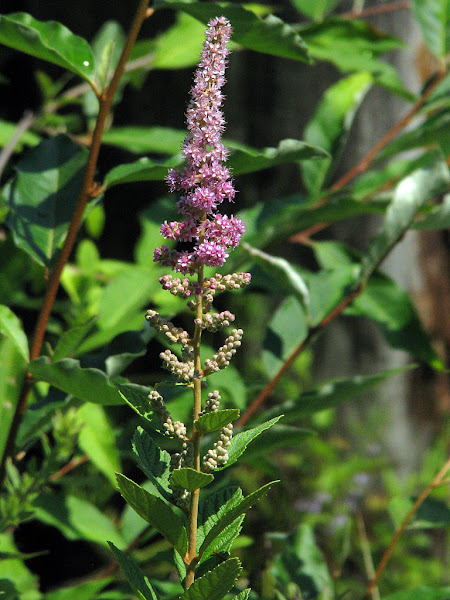 Steeplebush | Project Noah