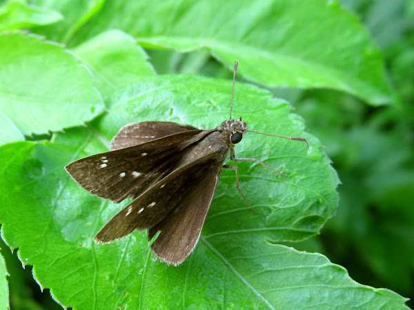 Three-Spotted Skipper | Project Noah