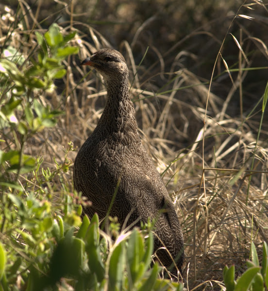 Cape Francolin / Kaapse Fisant | Project Noah