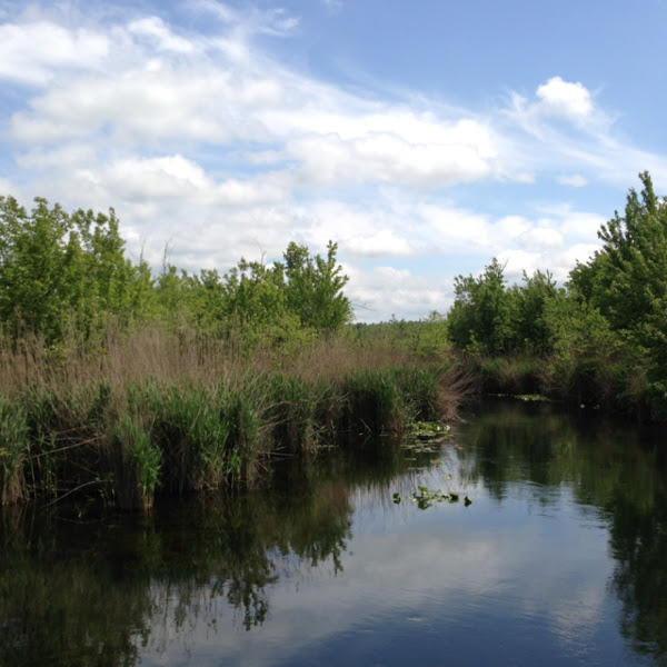 Common Reed | Project Noah