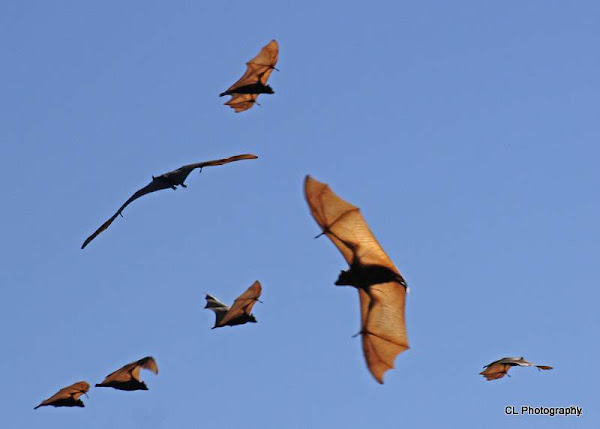 Little Red Flying Fox Bat | Project Noah