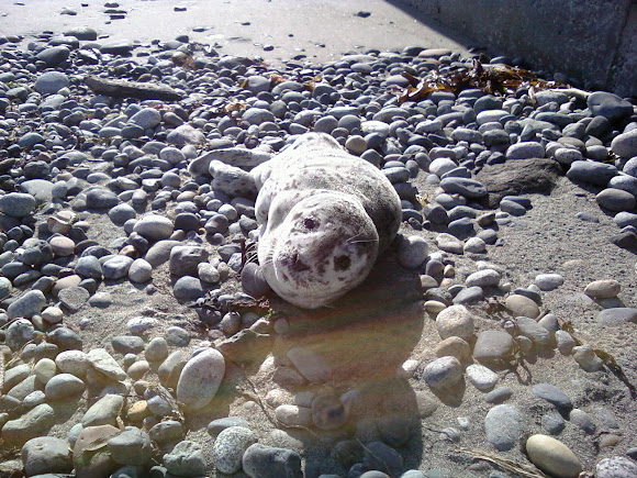 Pacific Harbor Seal | Project Noah