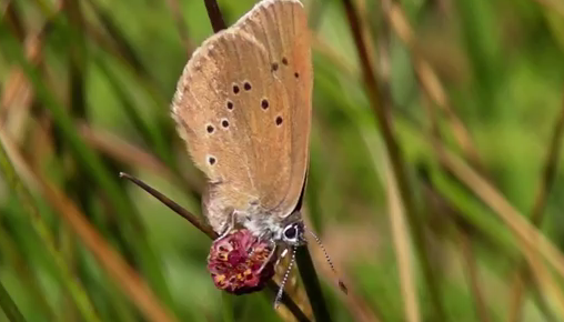 Dusky Large Blue | Project Noah