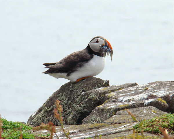 Puffin | Project Noah