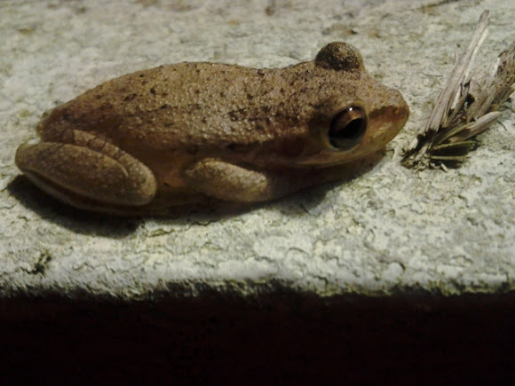 Squirrel Treefrog | Project Noah