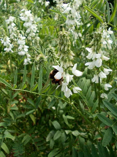 White tufted vetch | Project Noah