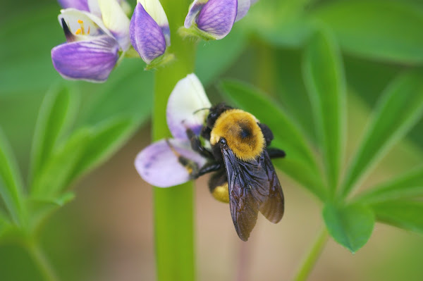 Nevada Bumble Bee | Project Noah