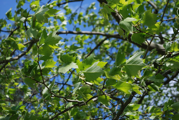 Bloodgood London Planetree | Project Noah