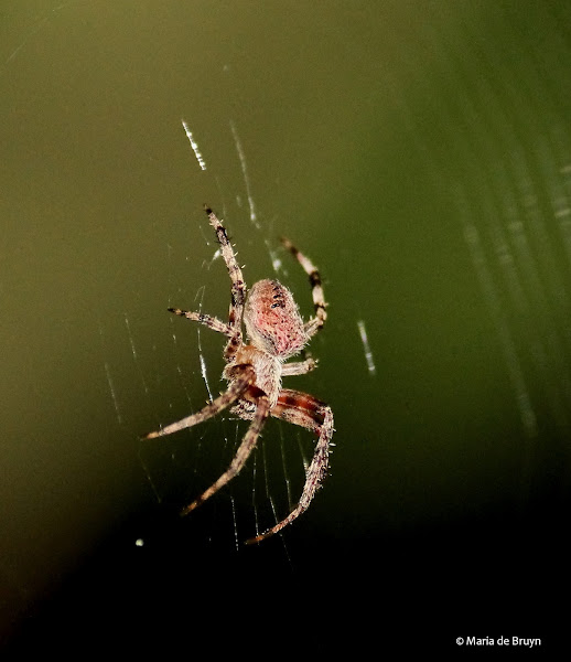 Arabesque orb weaver spider | Project Noah