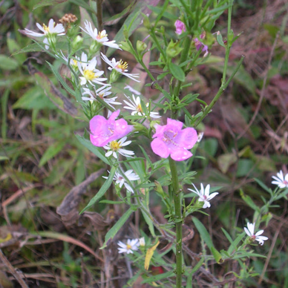 Purple Gerardia | Project Noah