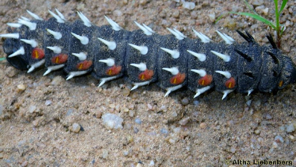 Common emperor moth caterpillar (aka cabbage tree emperor) | Project Noah