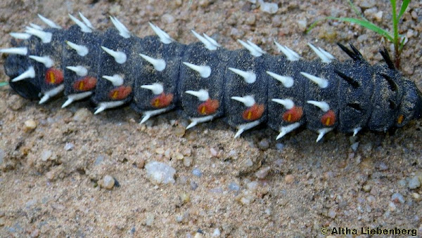 Common emperor moth caterpillar (aka cabbage tree emperor) | Project Noah